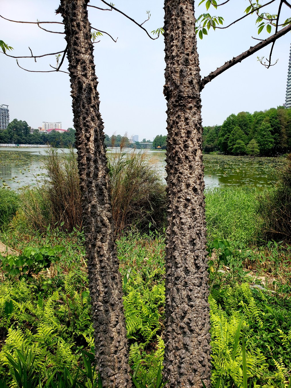 HongHu park Shenzhen – Wanderlust Welshman