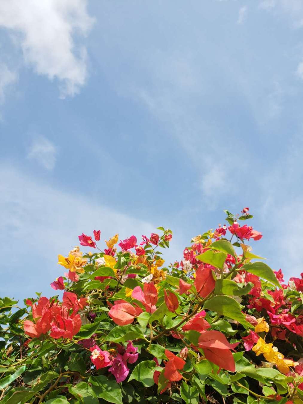 Netherlands flower town Shenzhen – Wanderlust Welshman